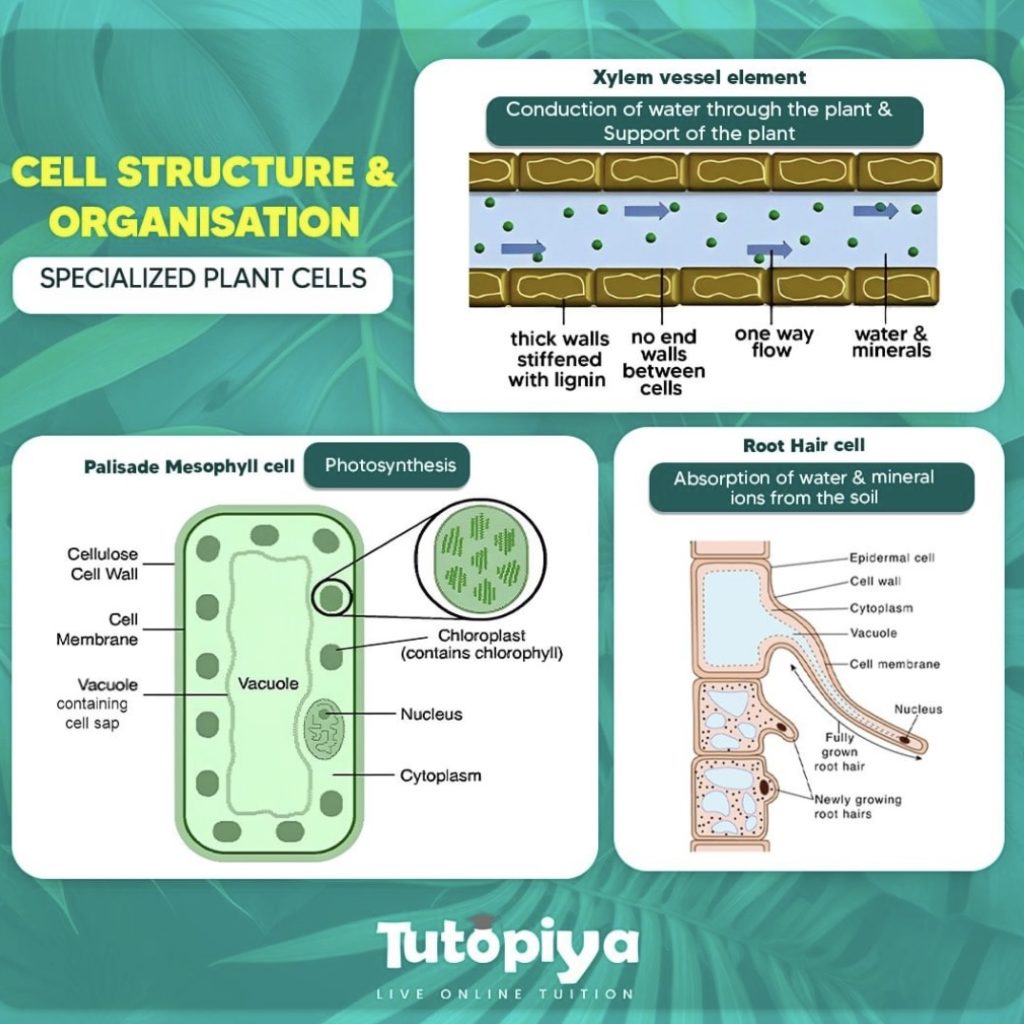 Unveiling the Secrets of Specialized Plant Cell Structure and Functions ...